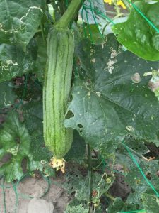 へちまの育て方、へちまを食用にする、食用へちまのおすすめレシピとへちま水やへちまたわしの作り方 | Balcofarm ベランダガーデニングのブログ