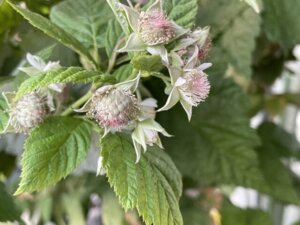 ラズベリーの開花、一季なりラズベリー、グレンアンプル新枝に結実、秋果も結実、その後 | Balcofarm ベランダガーデニングのブログ